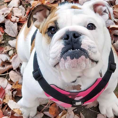 Bulldog Grade | Bulldog Gear, Best Bulldog Harness