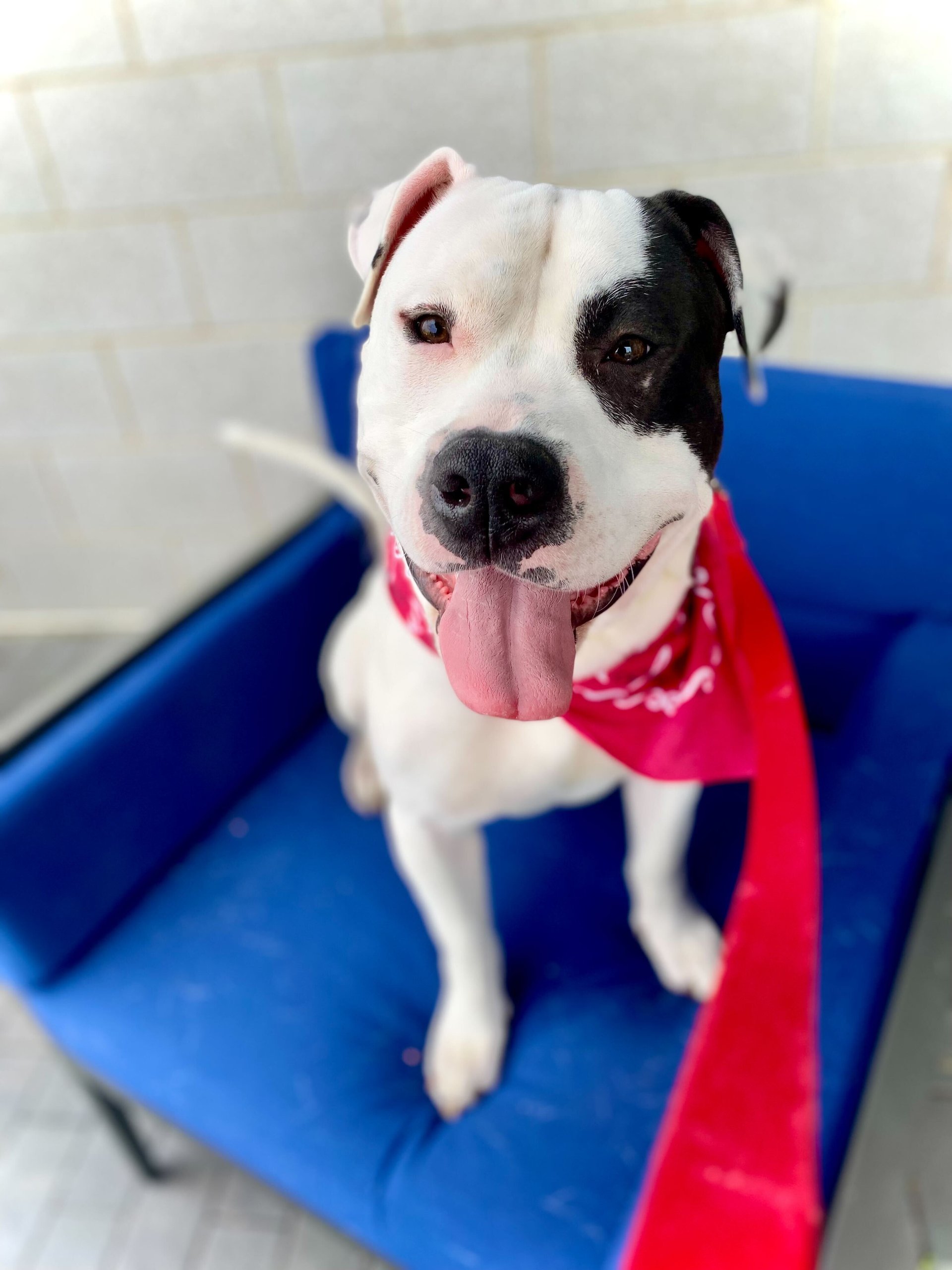 Dogs for Adoption | South Suburban Humane Society