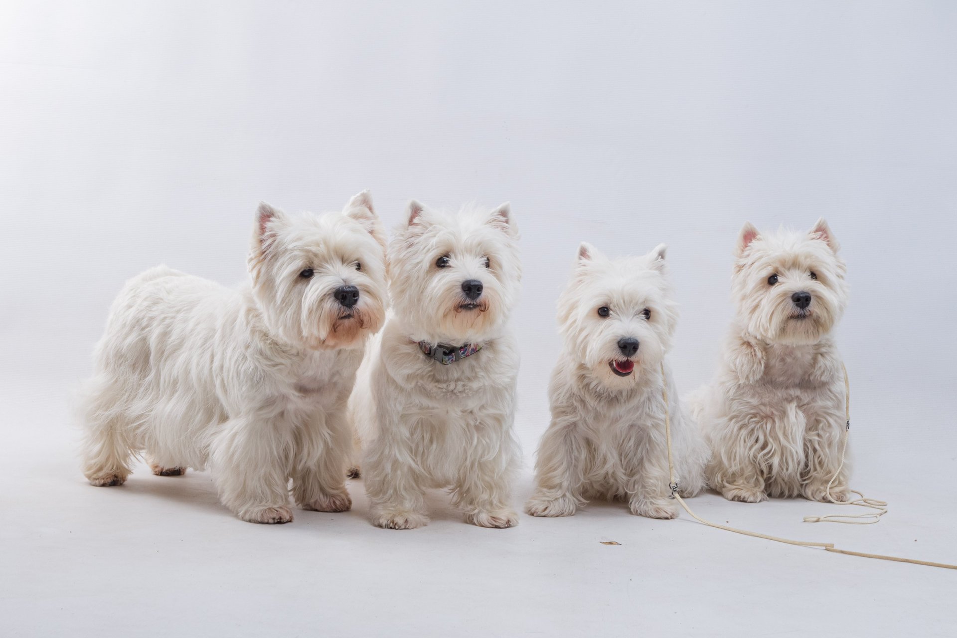 Ground Joy kennel dogs